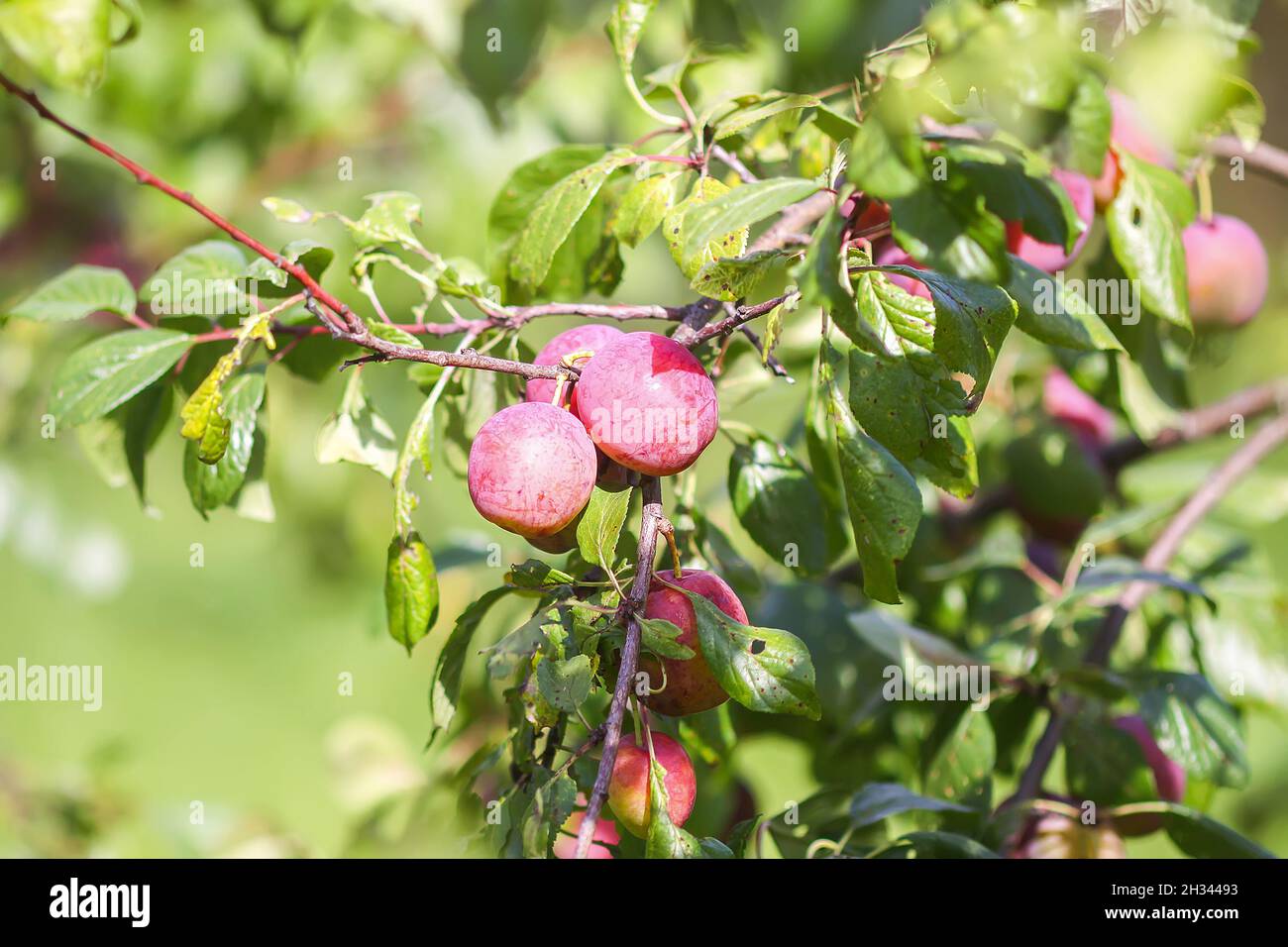 Plum tree branches with ripe sweet juicy fruits in sunset light in ...