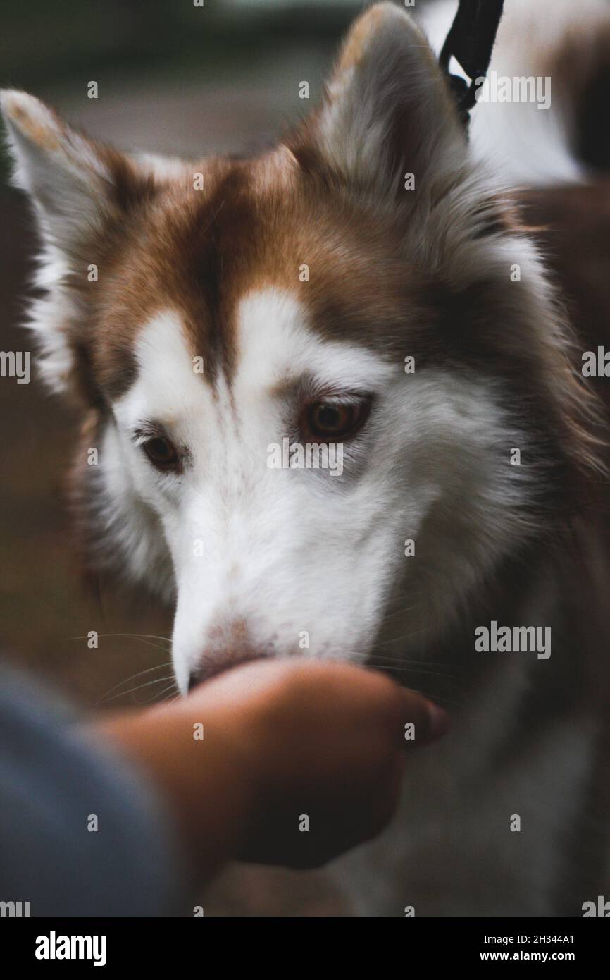 Vertical shot of a Siberian Husky playing with its owner Stock Photo ...