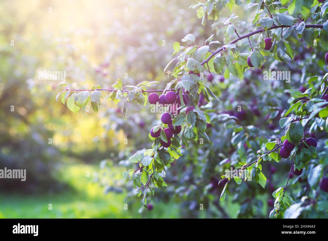 Plum tree branches with ripe sweet juicy fruits in sunset light in ...