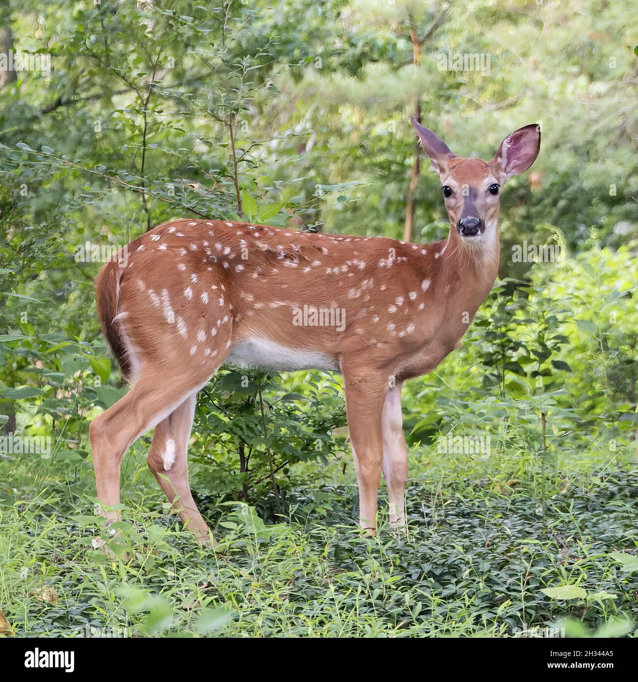 Natural view of spotted deer looking at the camera outdoors Stock Photo ...