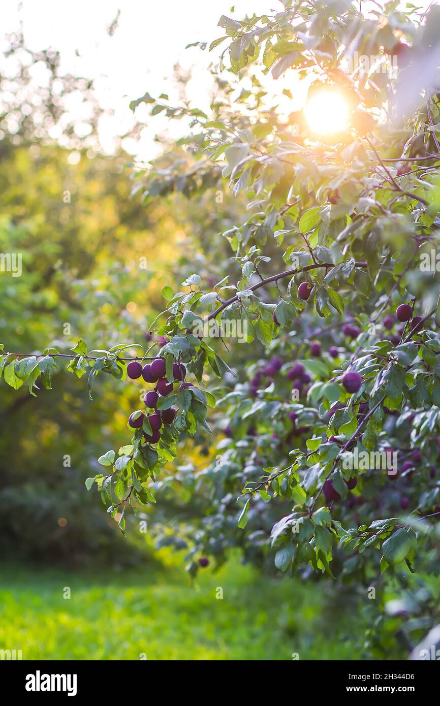Plum tree branches with ripe sweet juicy fruits in sunset light in ...