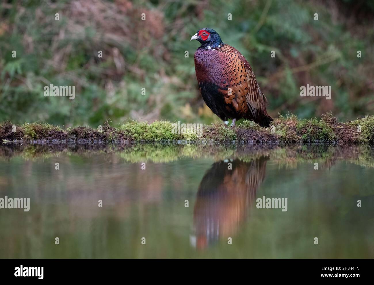 Pheasant game bird hi-res stock photography and images - Alamy