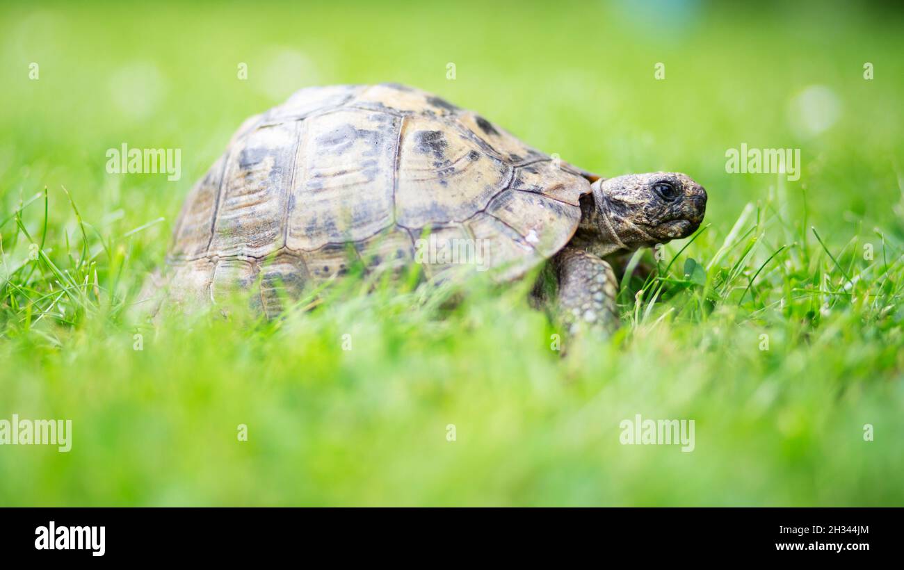 A Tortoise in a garden Stock Photo - Alamy