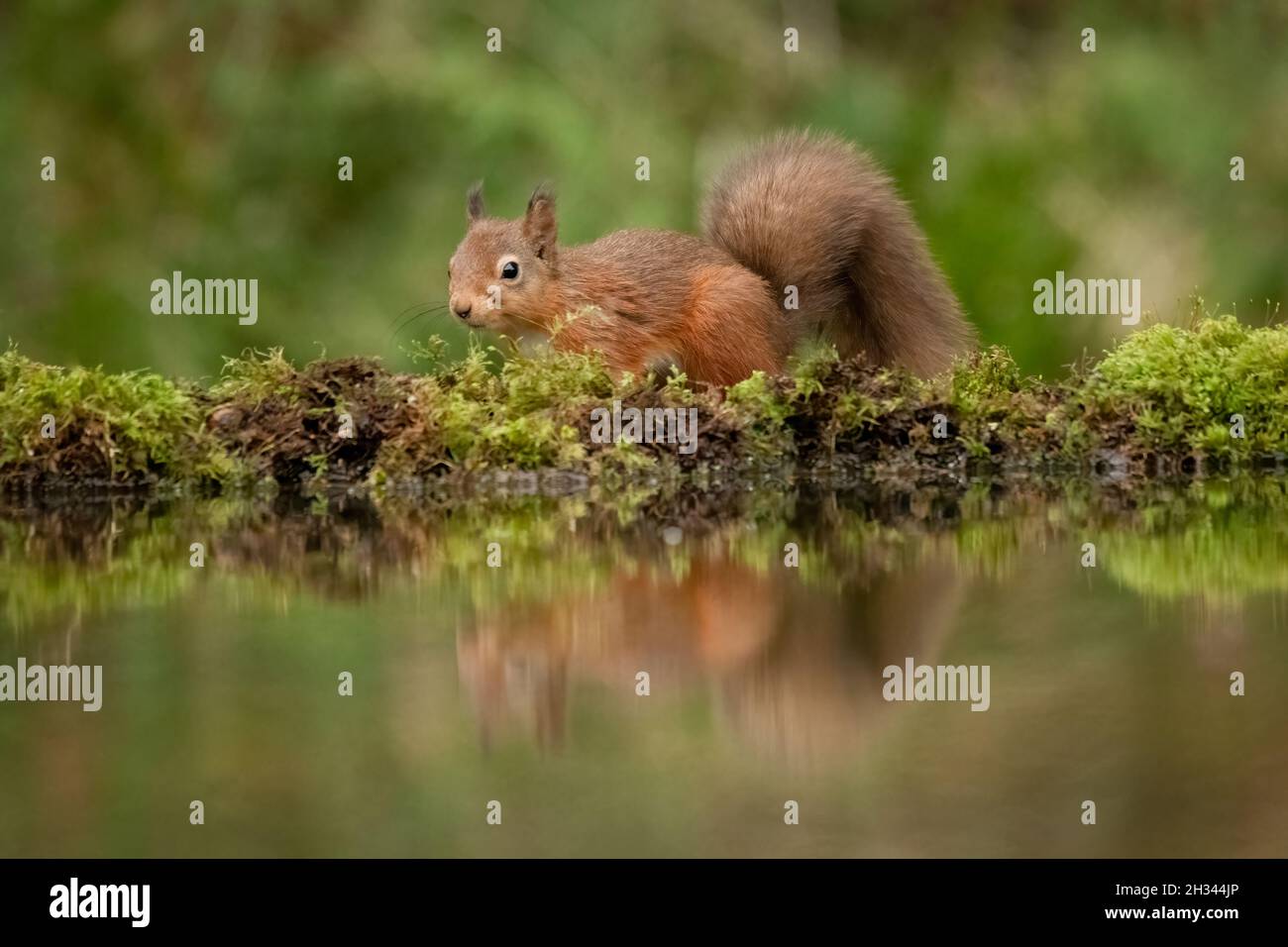 An alert red squirrel walking along the edge of a pool. Its body is ...