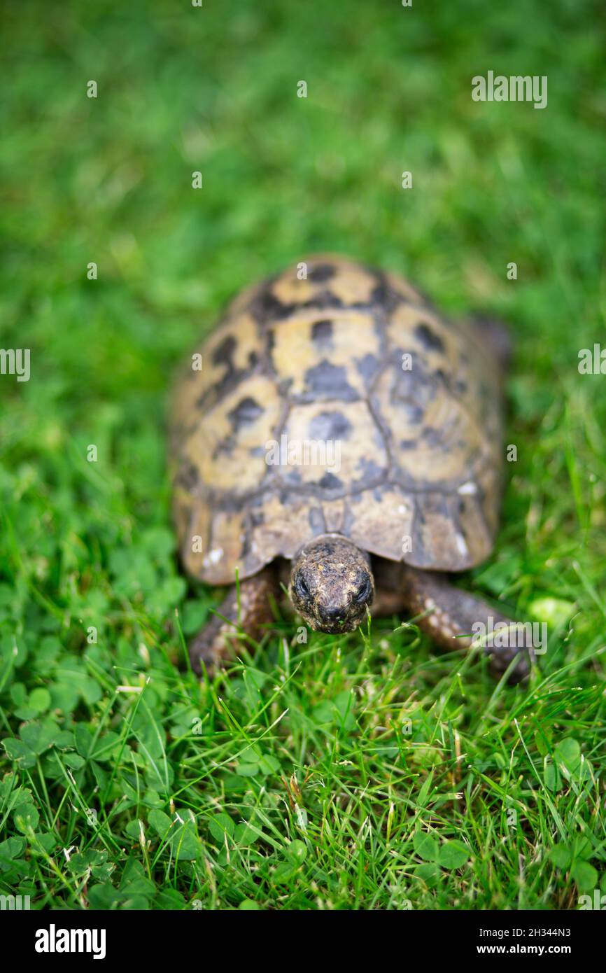 A Tortoise in a garden Stock Photo - Alamy