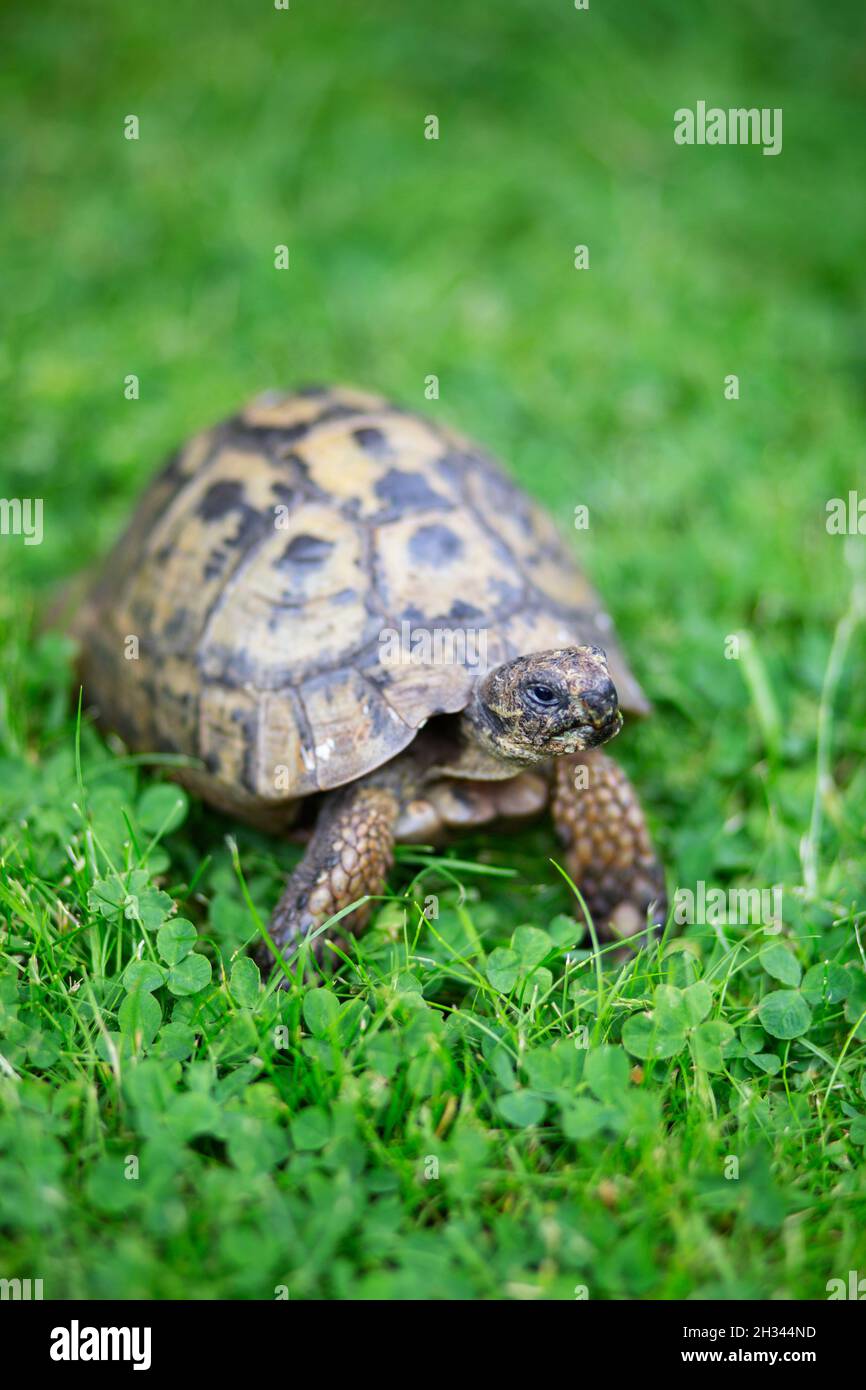 A Tortoise in a garden Stock Photo - Alamy