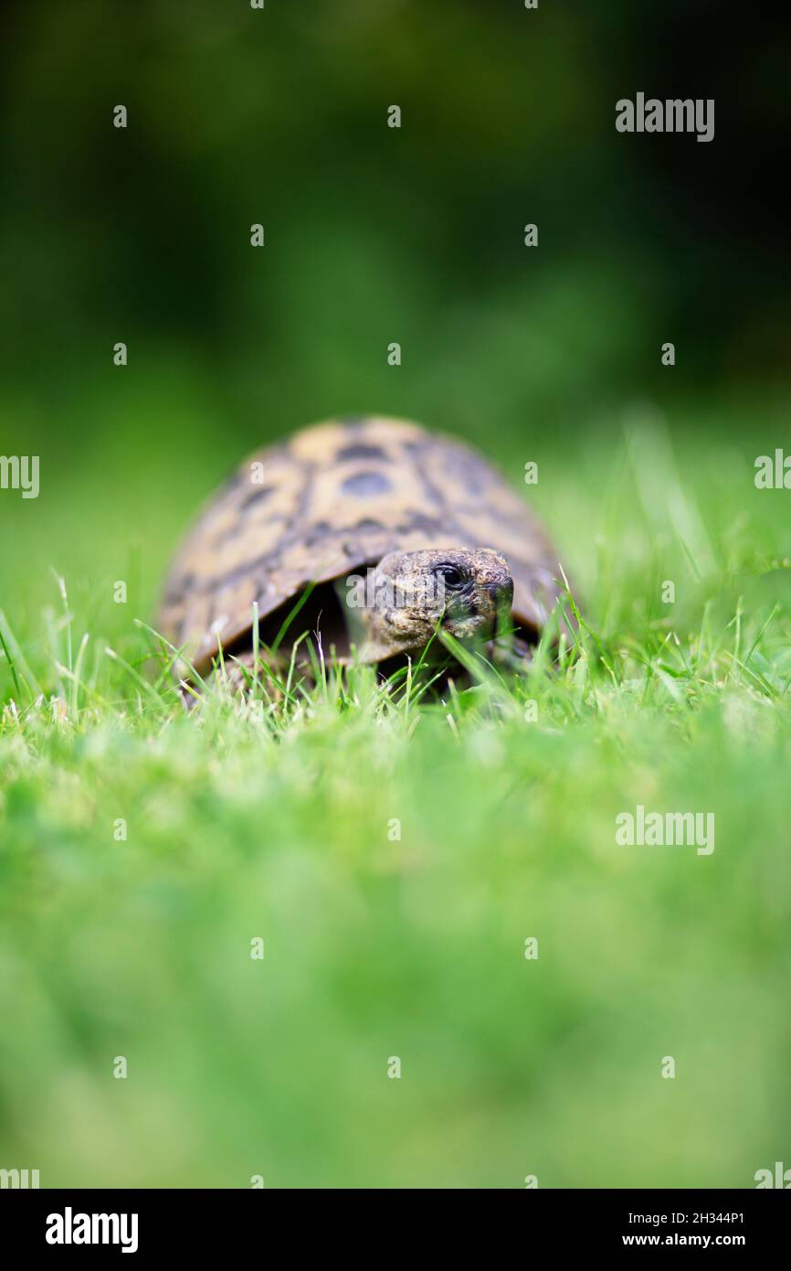 A Tortoise in a garden Stock Photo - Alamy