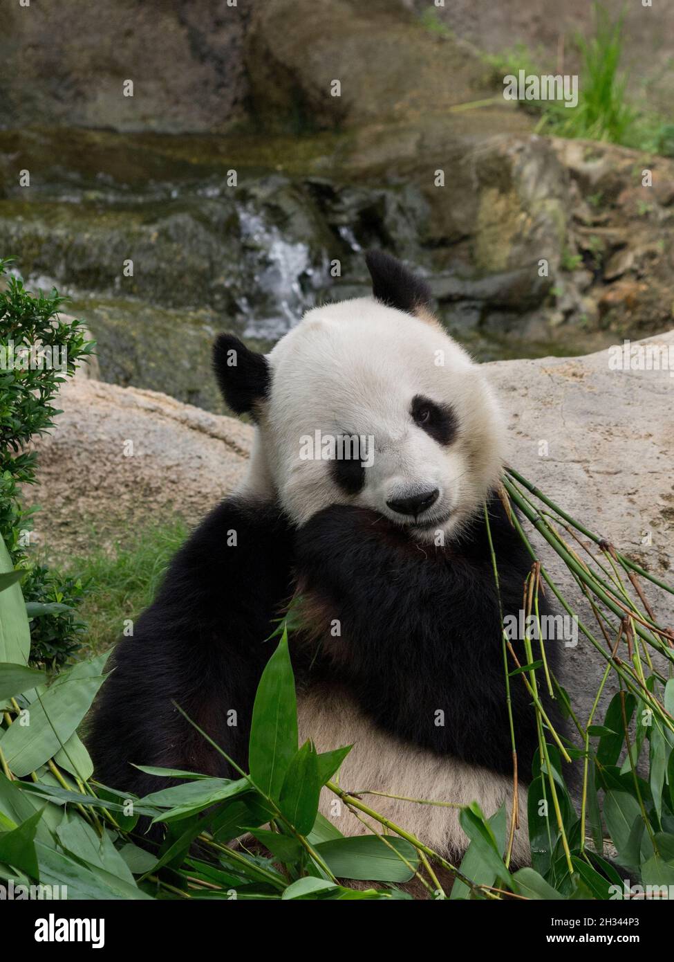 The giant panda national park hi-res stock photography and images - Alamy