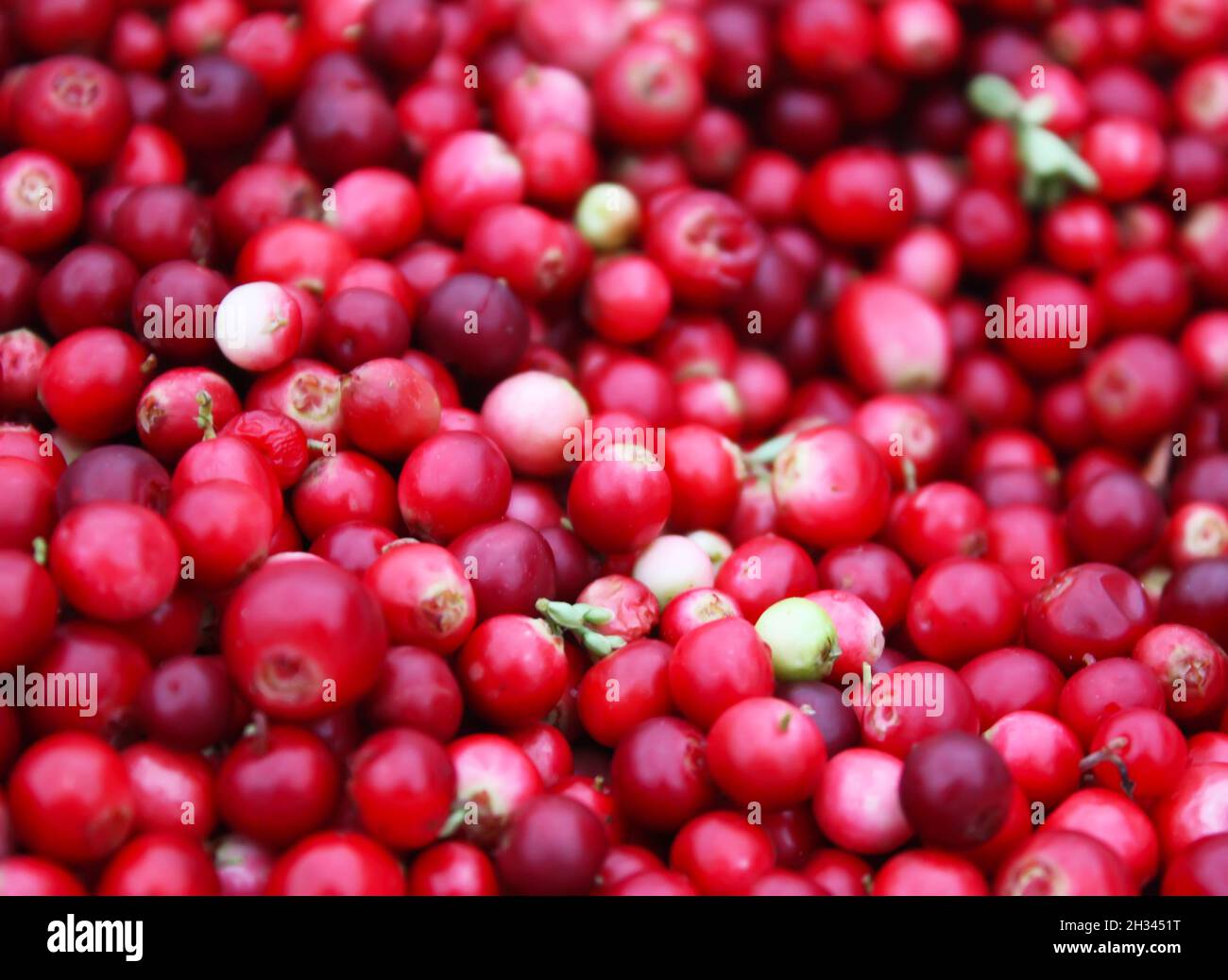 Fresh ripe red cranberries. Natural berry background Stock Photo - Alamy