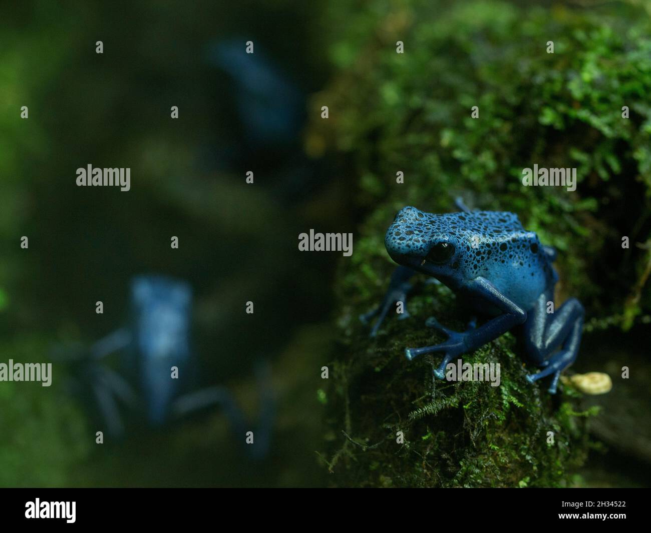 Blue poison dart frog Stock Photo - Alamy