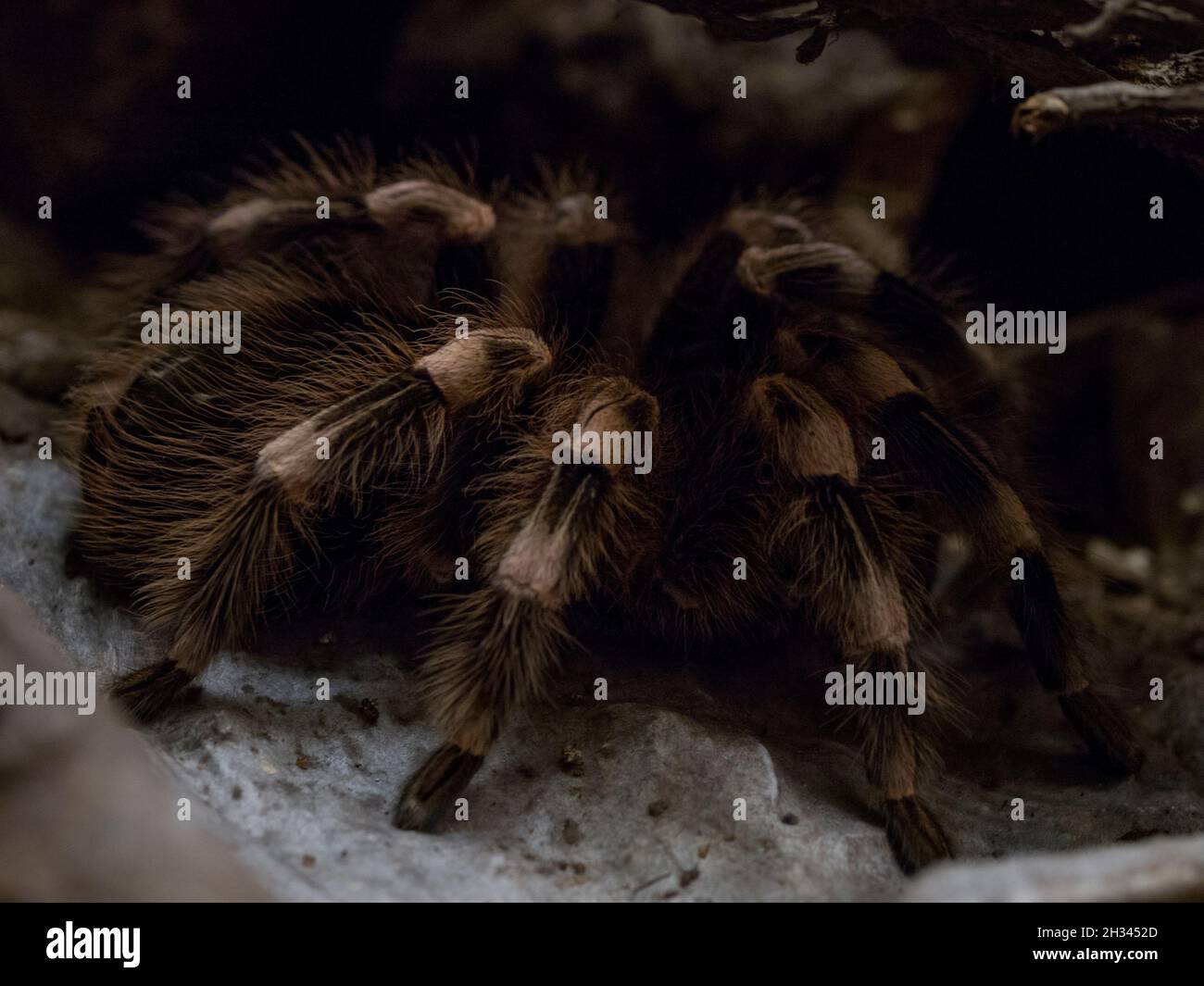 Tarantula wolf spiders hi-res stock photography and images - Alamy