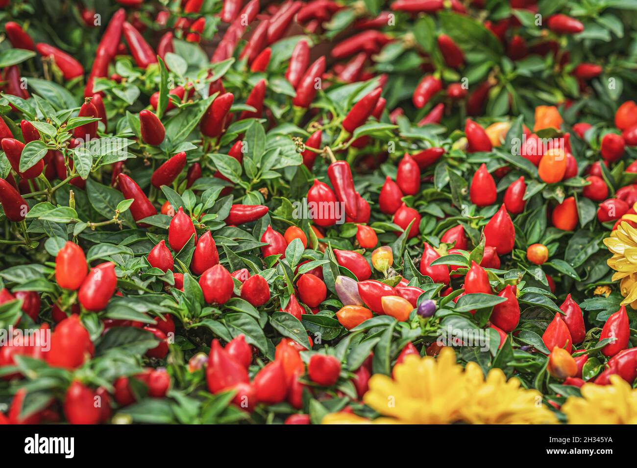 Tabasco Pepper Plant High Resolution Stock Photography and Images - Alamy