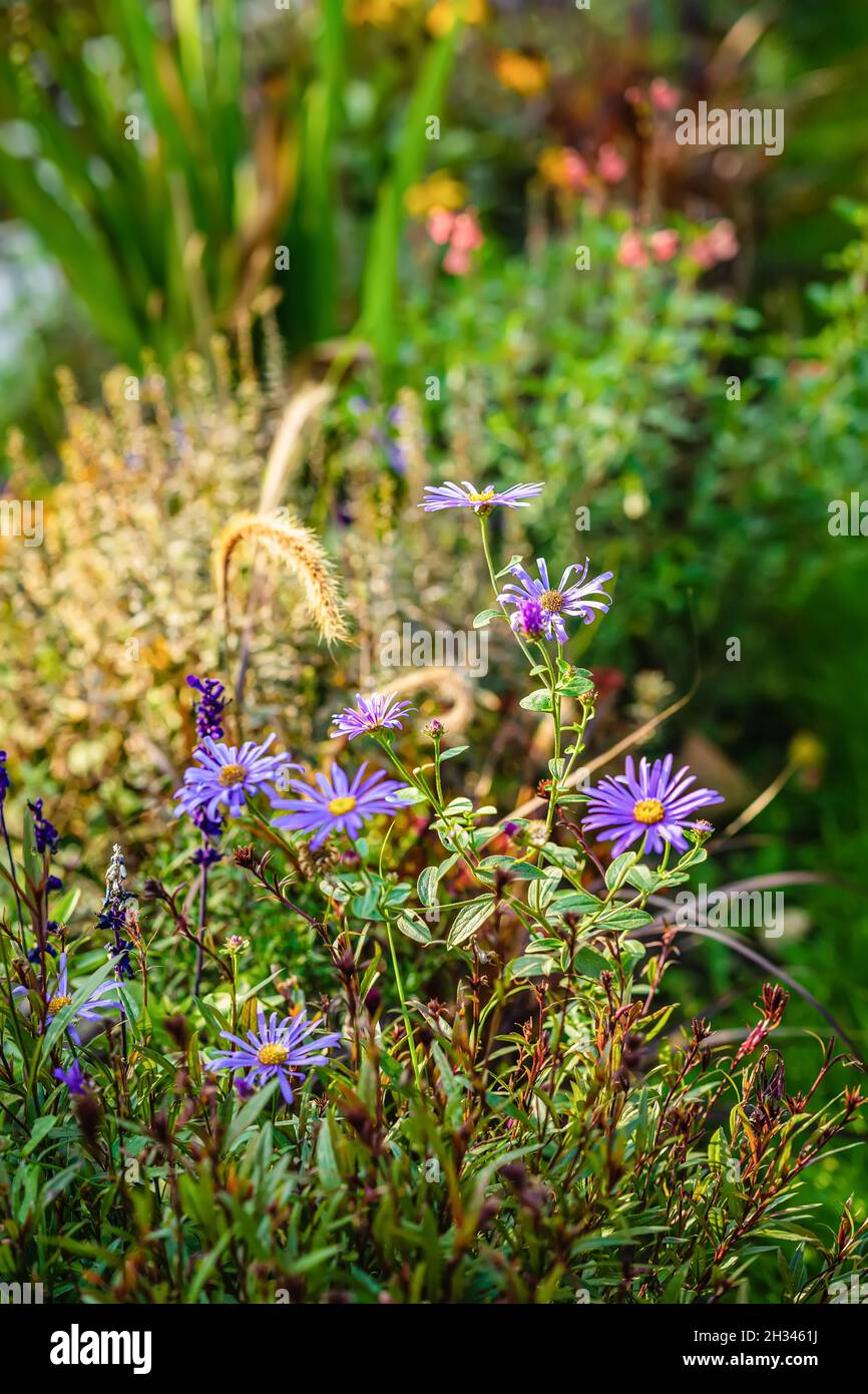 Wild flowers and spikelets in meadow, summer, sunny morning. Concept of ...