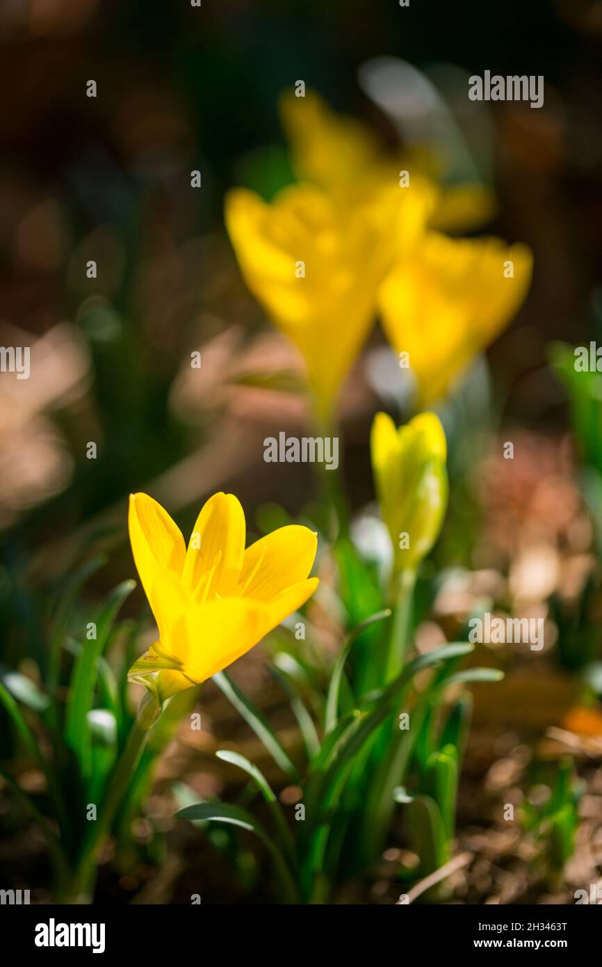 Autumn wild and garden flowers - yellow crocuses on a background of ...