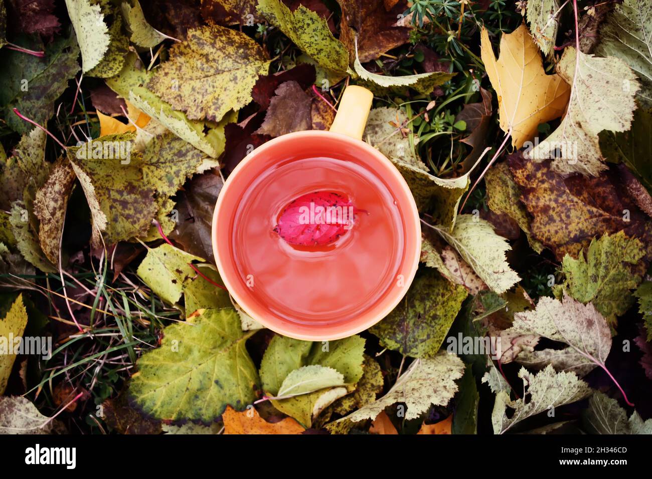 A cup of black tea on colorful autumn fall leaves background Stock ...