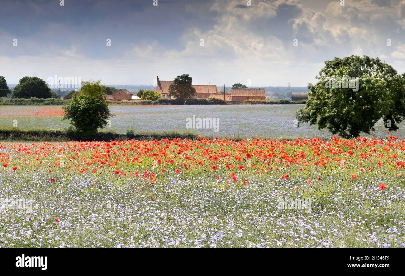 Flax fields hi-res stock photography and images - Alamy