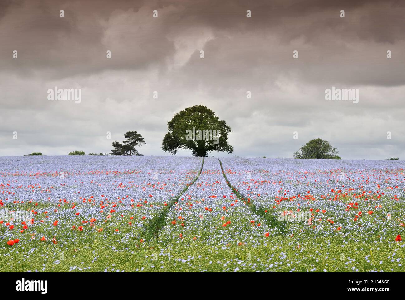 Flax fields hi-res stock photography and images - Alamy