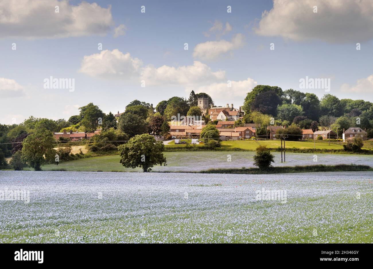Flax fields hi-res stock photography and images - Alamy