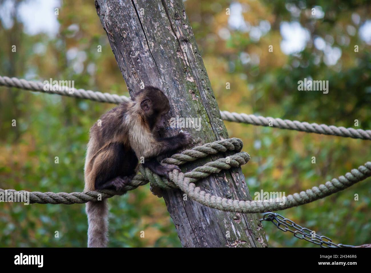 Brown monkey on a rope tied to a tree Stock Photo - Alamy