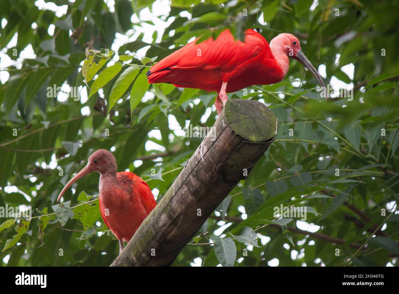 Low angle shot of two red ibis birds perched on a tree log Stock Photo ...