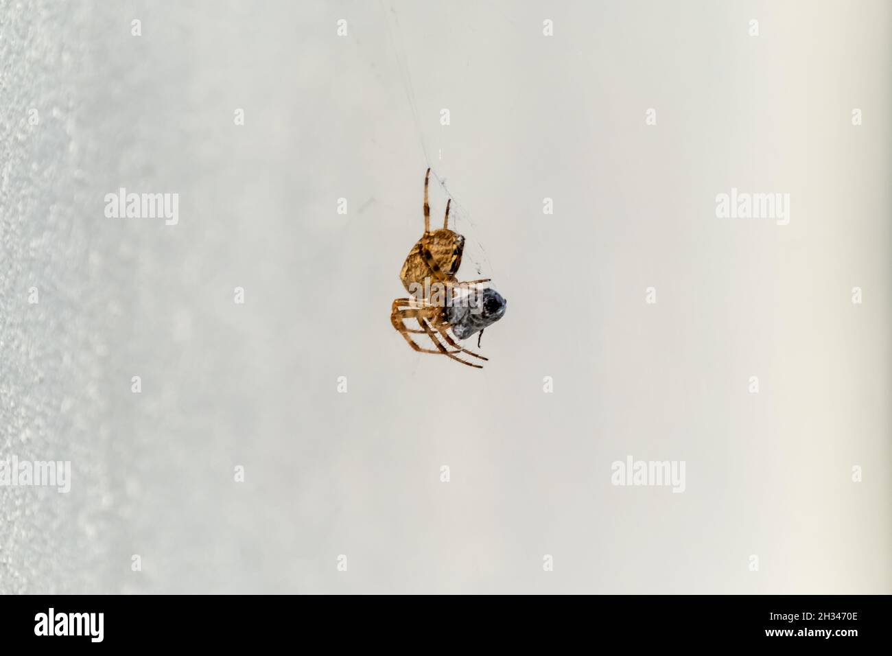 Cross Orb weaver spider eating prey in Ireland - View from the ...
