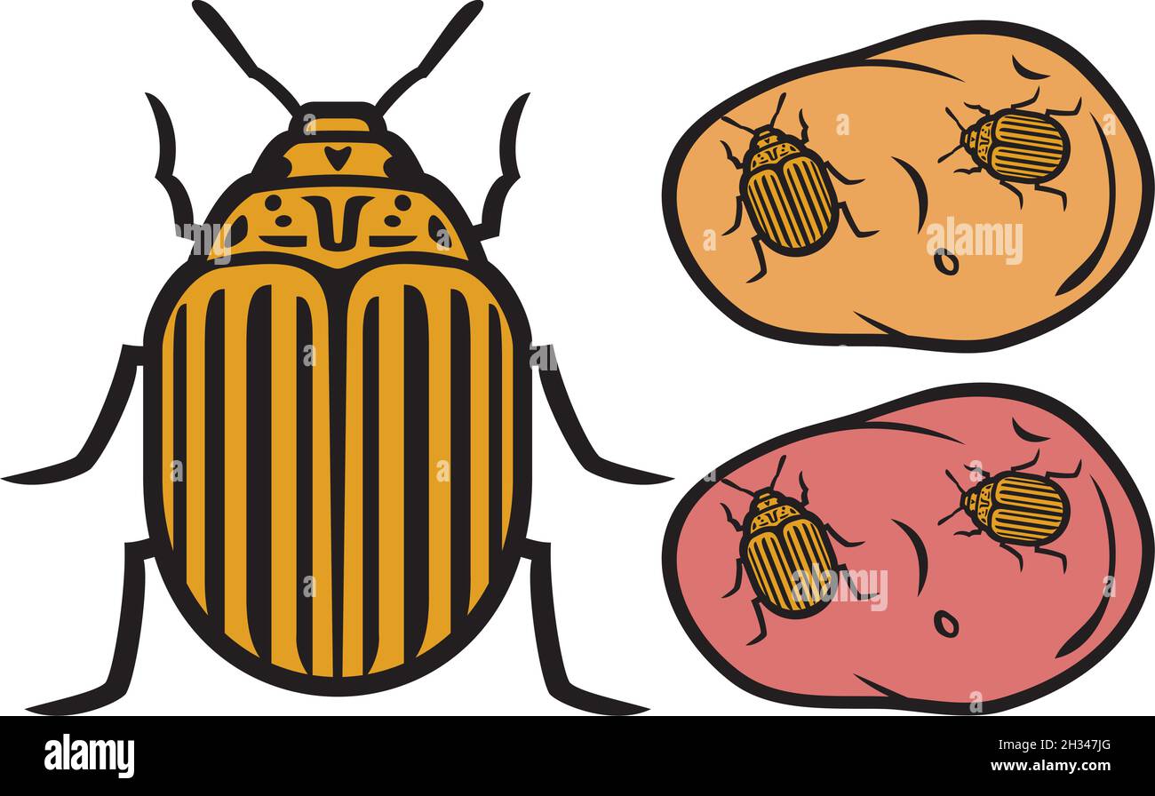 Colorado potato beetle vector illustration Stock Vector Image & Art - Alamy