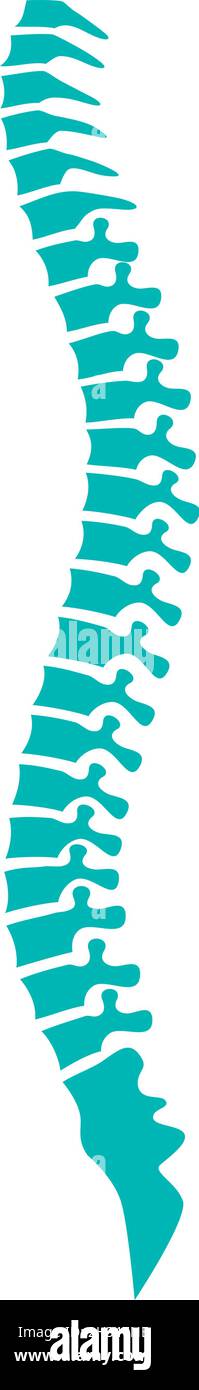 Human spine vector illustration Stock Vector Image & Art - Alamy