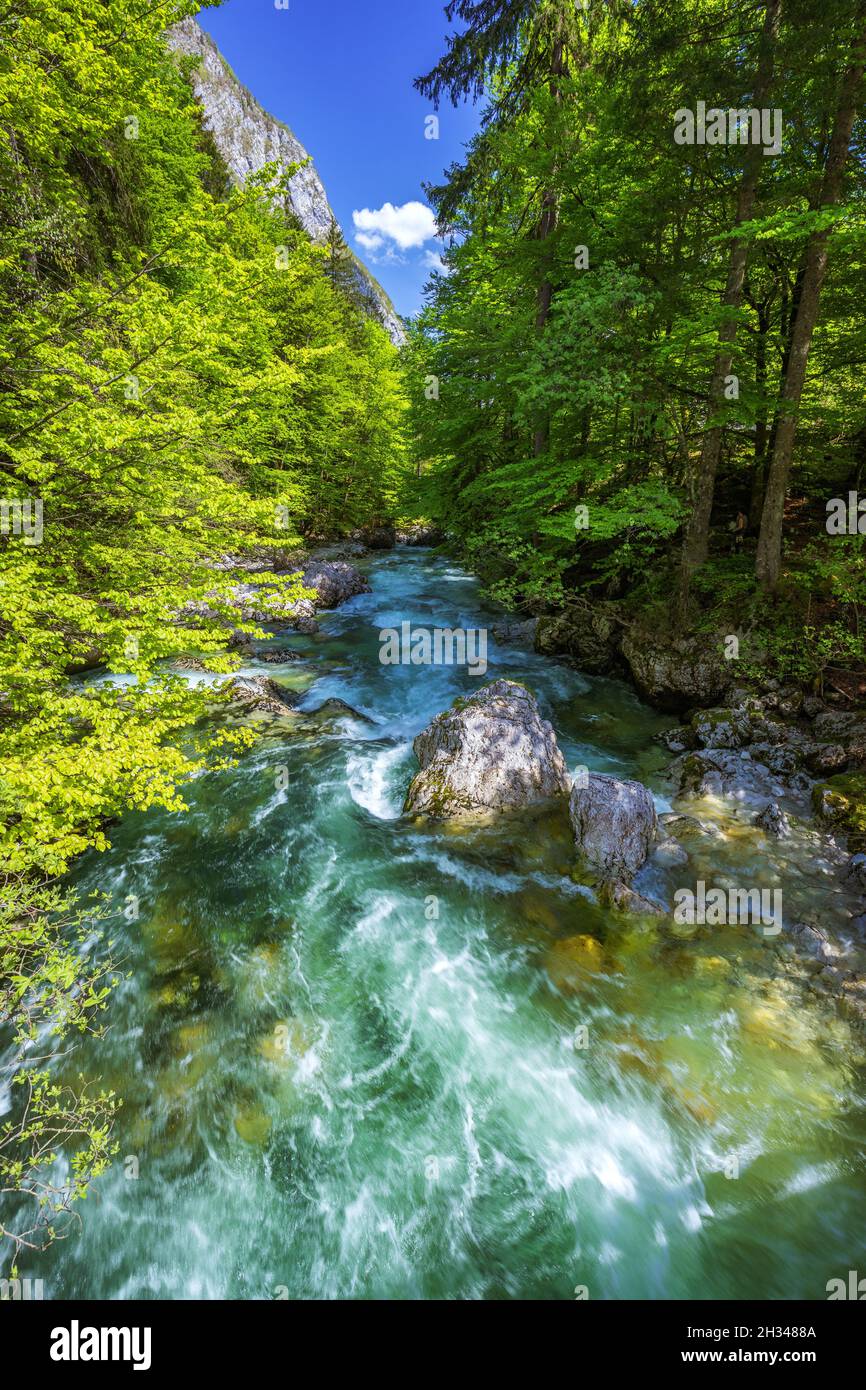 Cold mountain stream coming from Savica waterfall, river Sava near lake ...