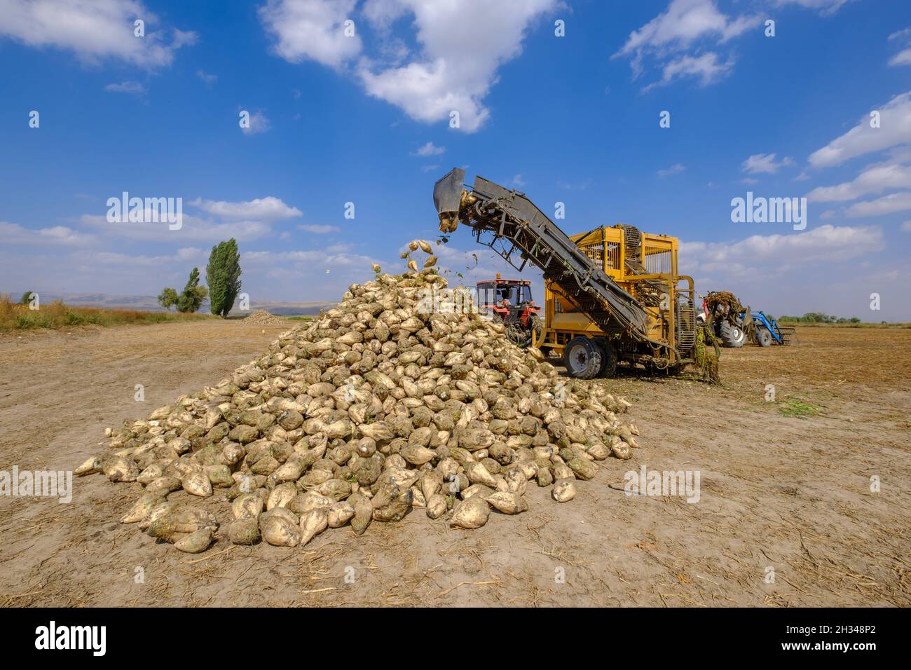 yellow combine harvesters harvest of sugar beet at summer Stock Photo ...