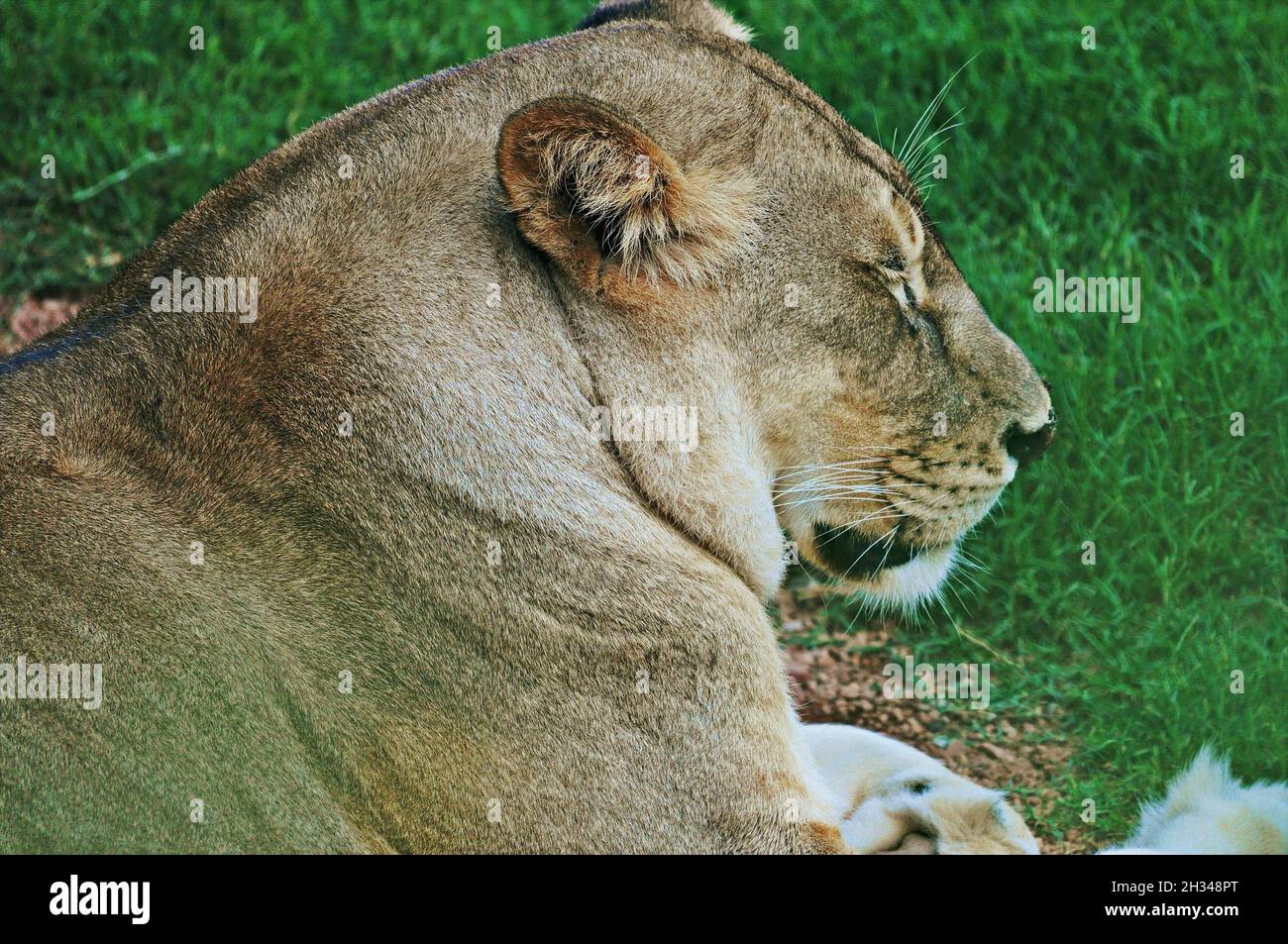 Leo valencia hi-res stock photography and images - Alamy