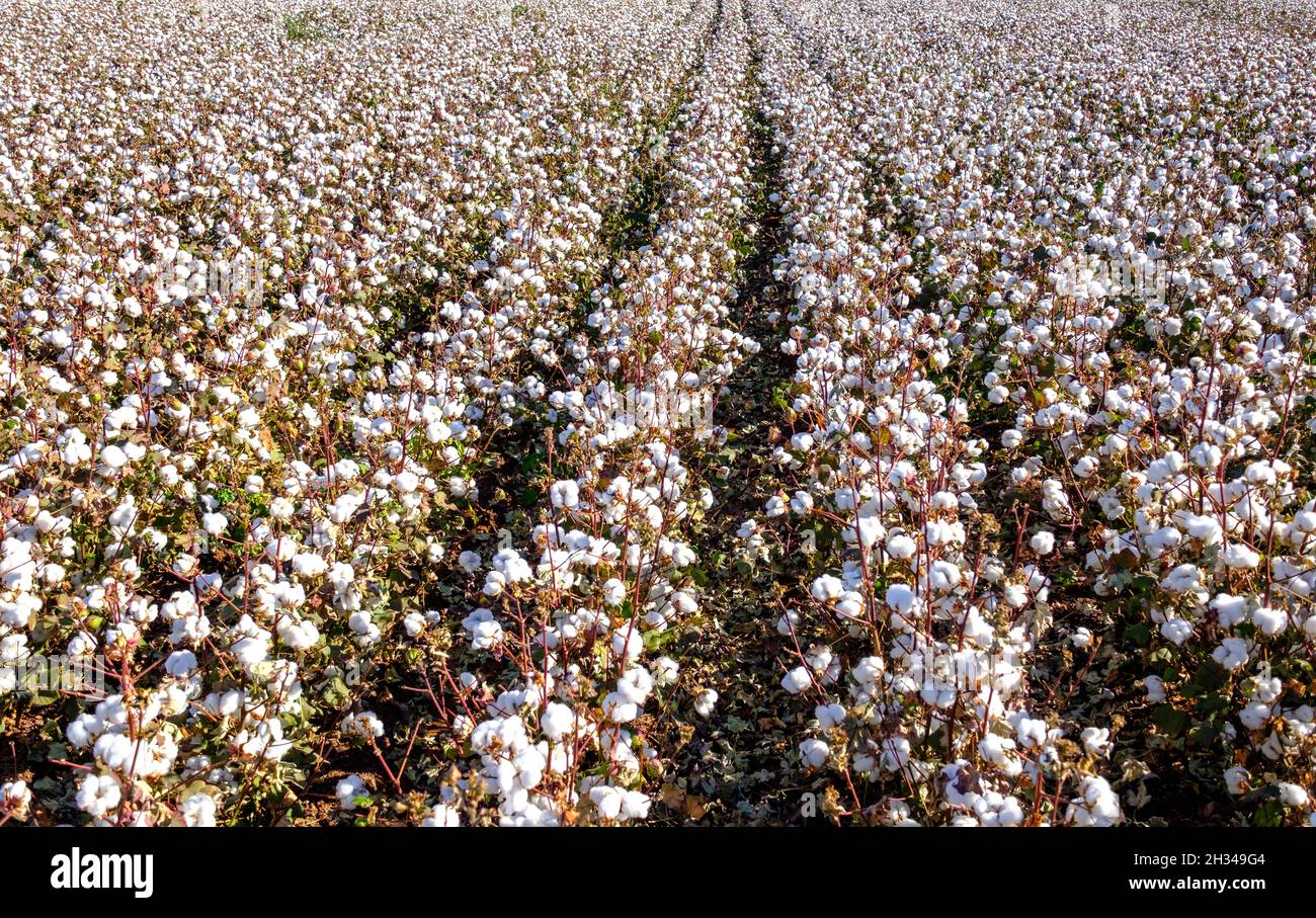 Cotton farm hi-res stock photography and images - Alamy