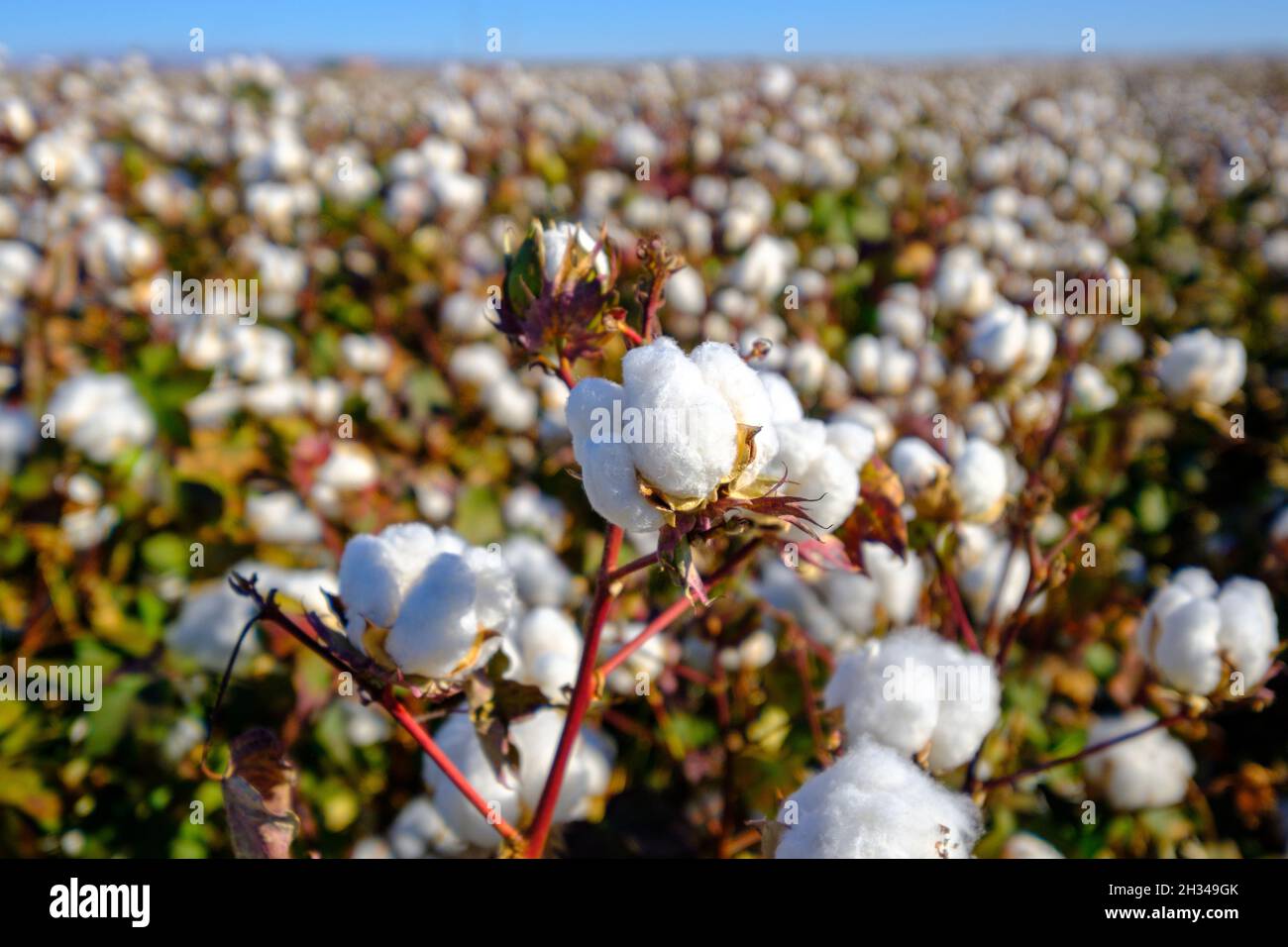 Blooming Cotton Field Ready for Harvest Stock Photo - Alamy