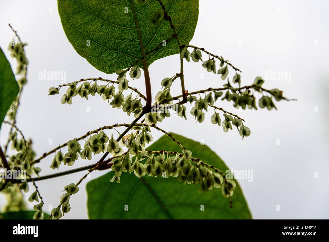Japanese knotweed growing along a forest trail Stock Photo - Alamy