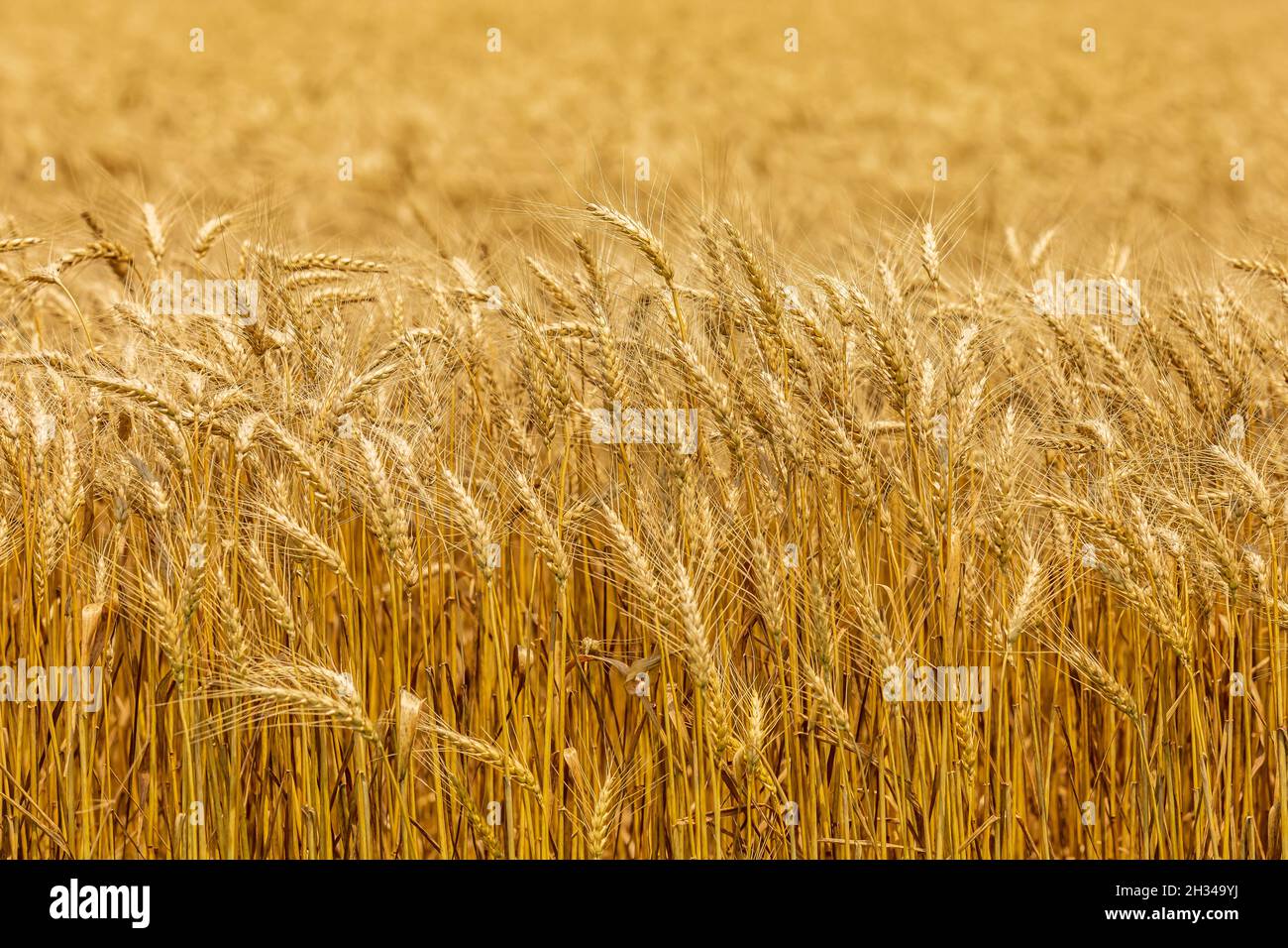 winter wheat field ready for harvest at sunset. Concept of cereal grain ...