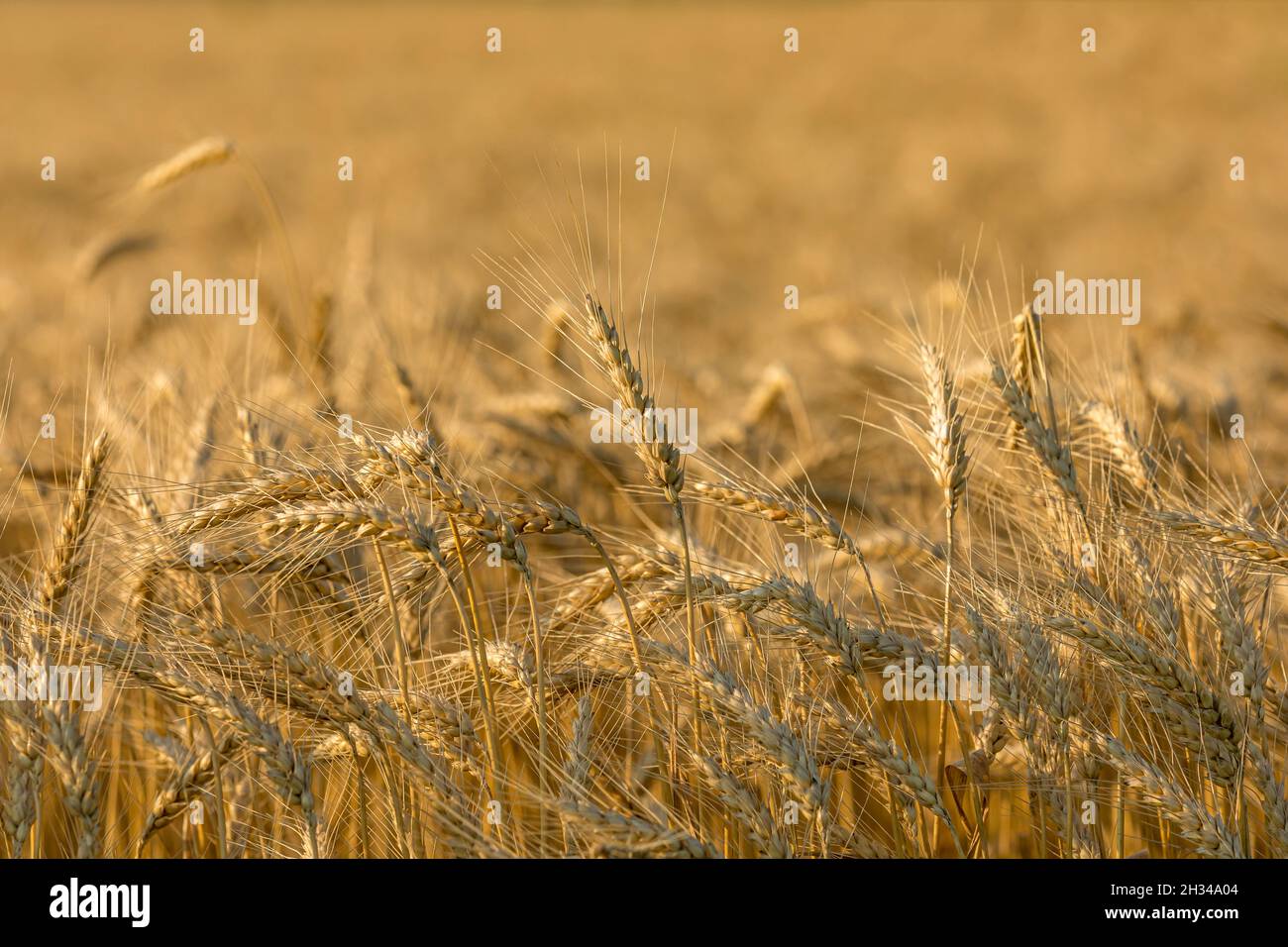winter wheat field ready for harvest at sunset. Concept of cereal grain ...