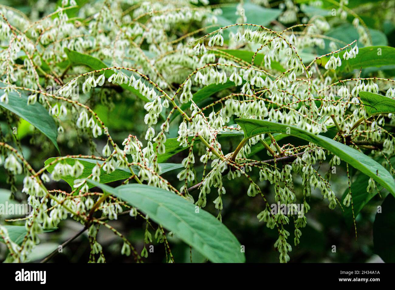 Japanese knotweed growing hi-res stock photography and images - Alamy