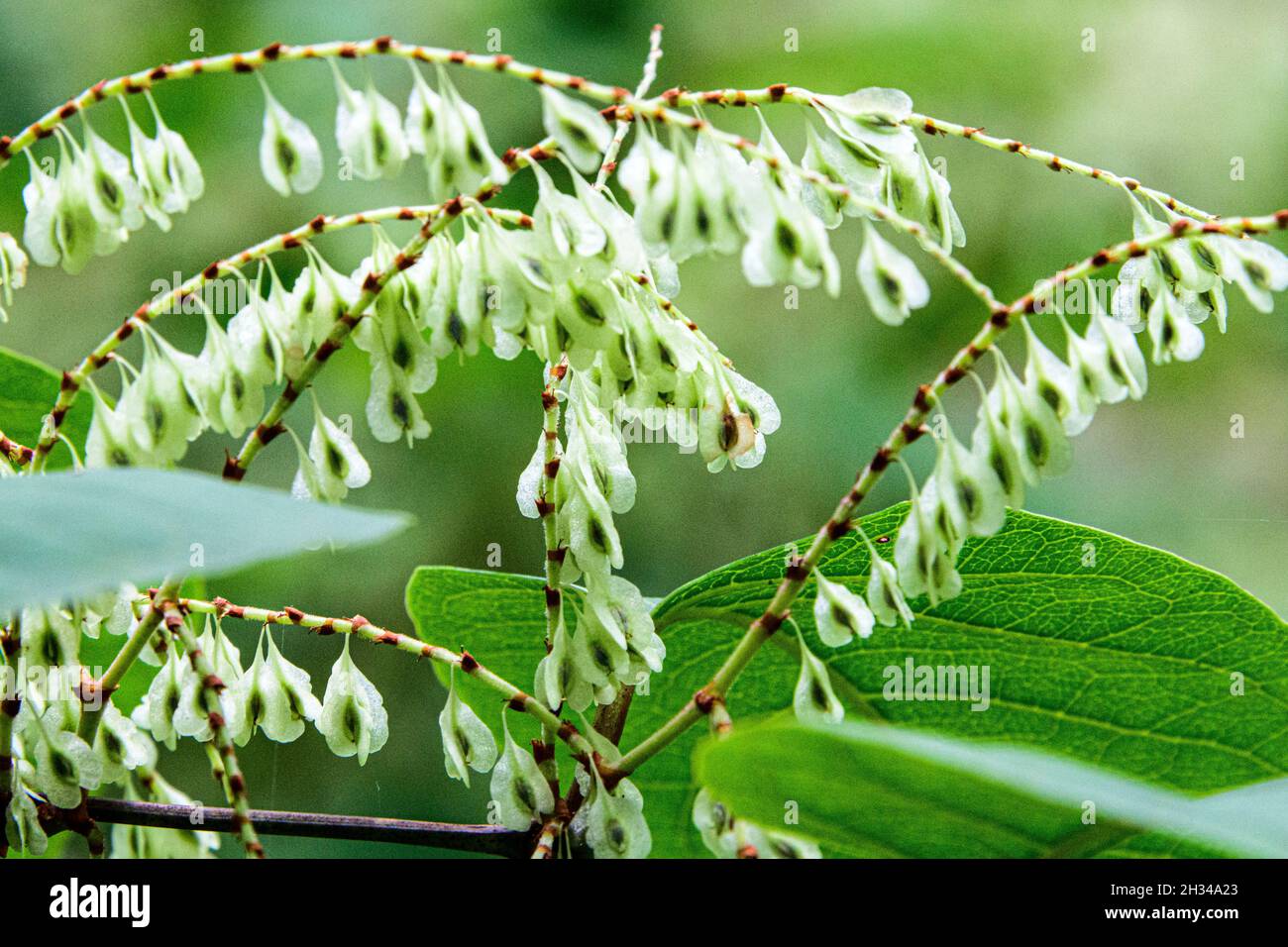 Japanese knotweed growing along a forest trail Stock Photo - Alamy