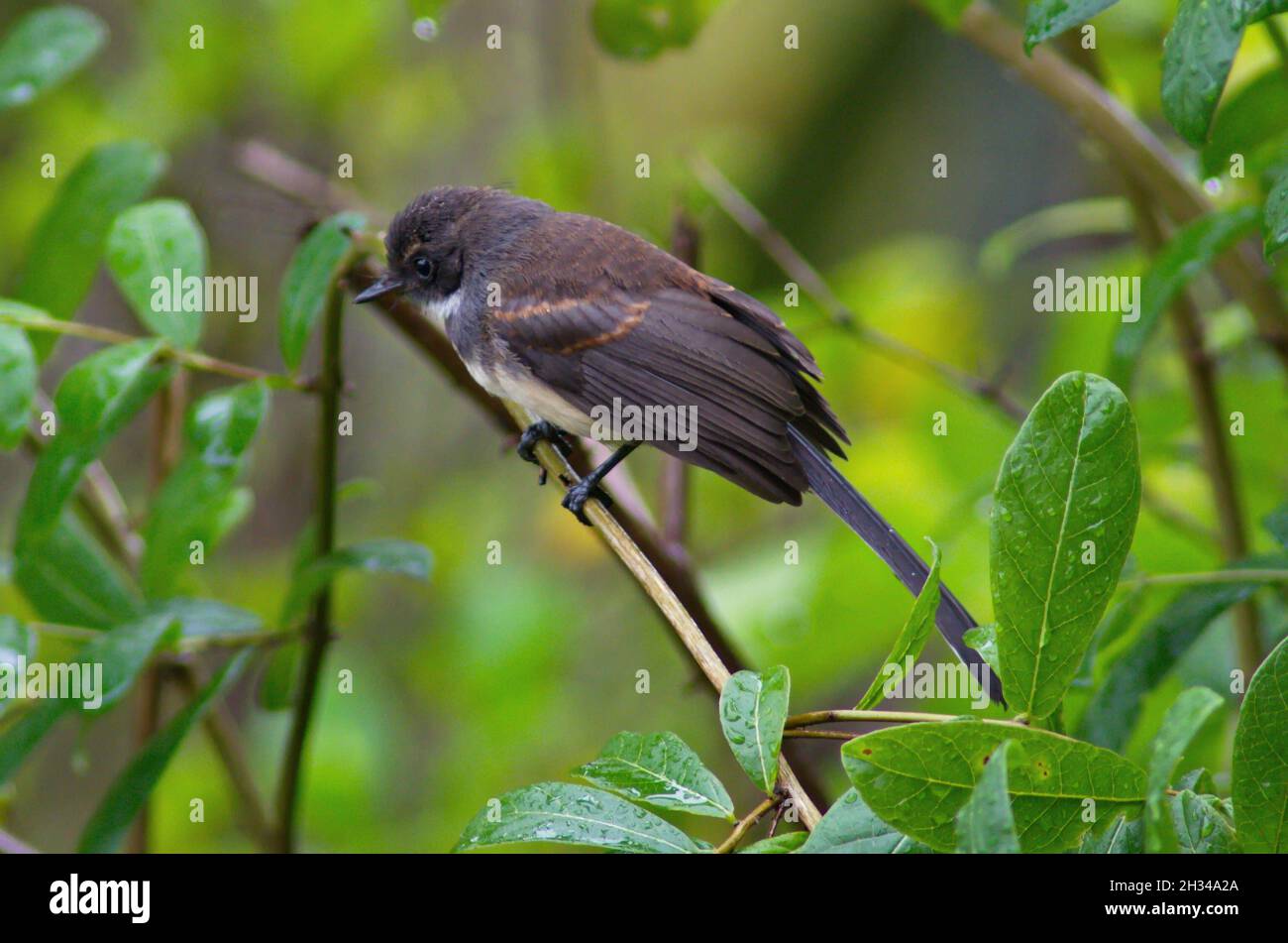beautiful fantail birds Stock Photo - Alamy