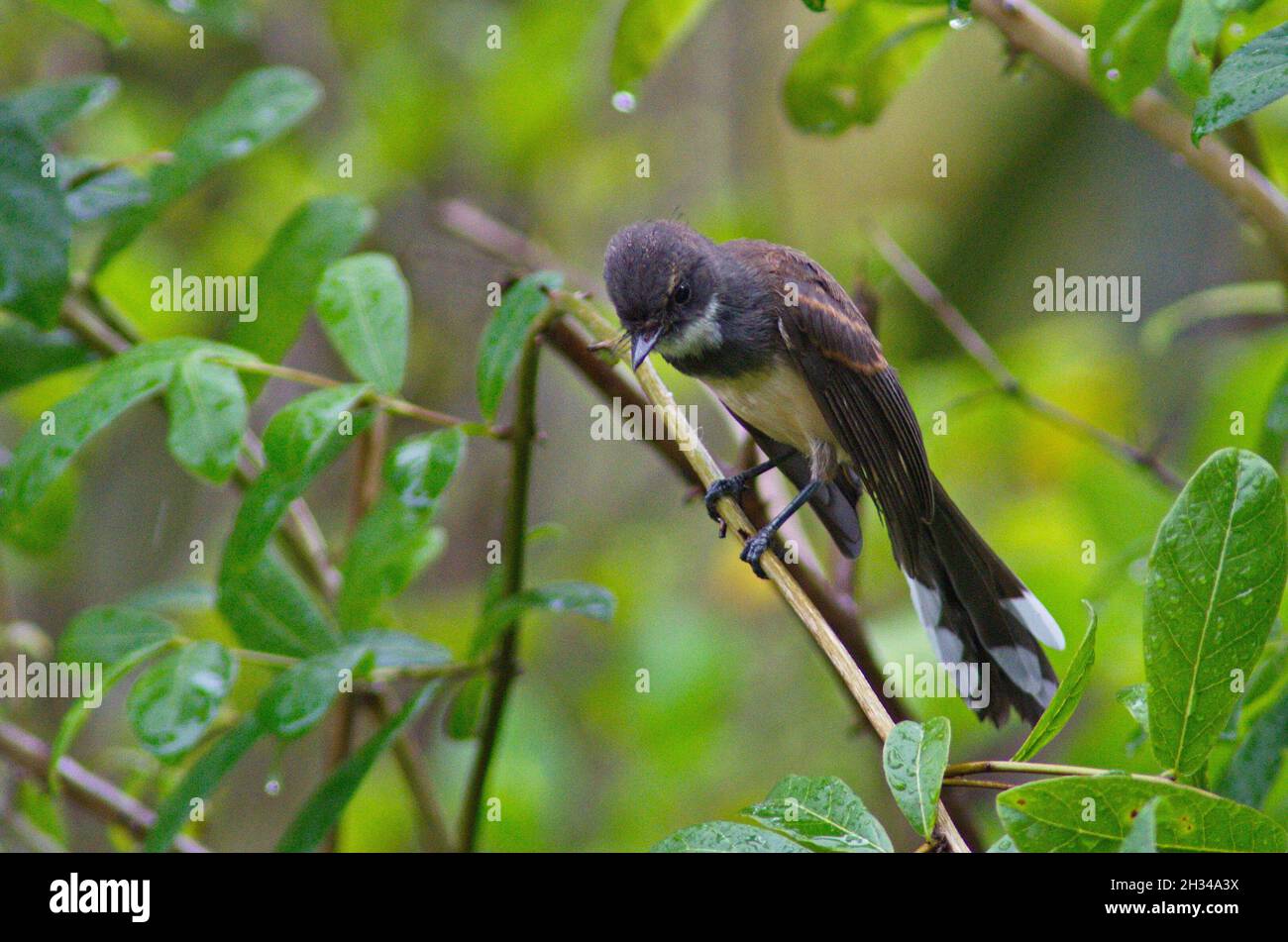 beautiful fantail birds Stock Photo - Alamy