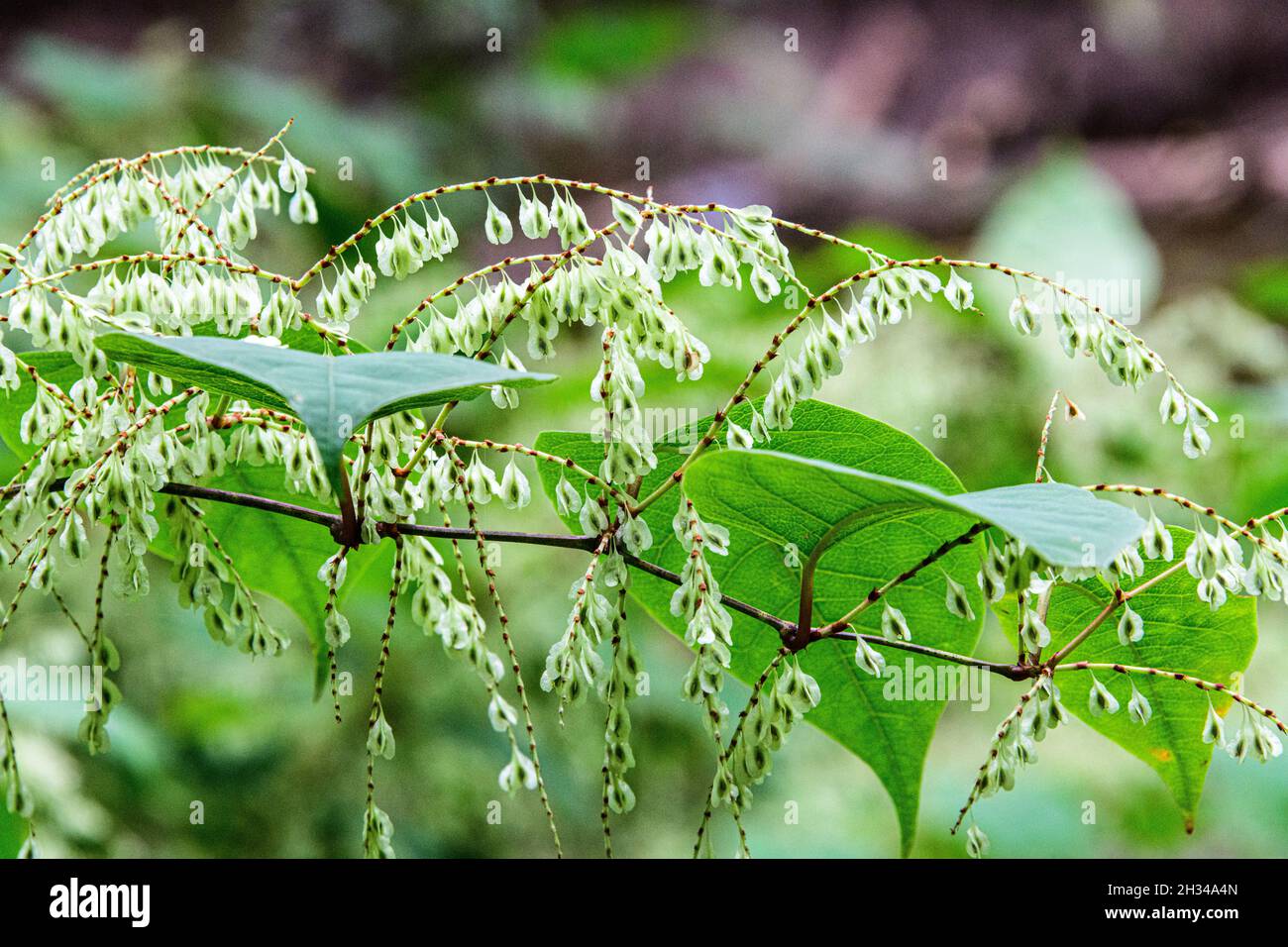 Japanese knotweed growing along a forest trail Stock Photo - Alamy