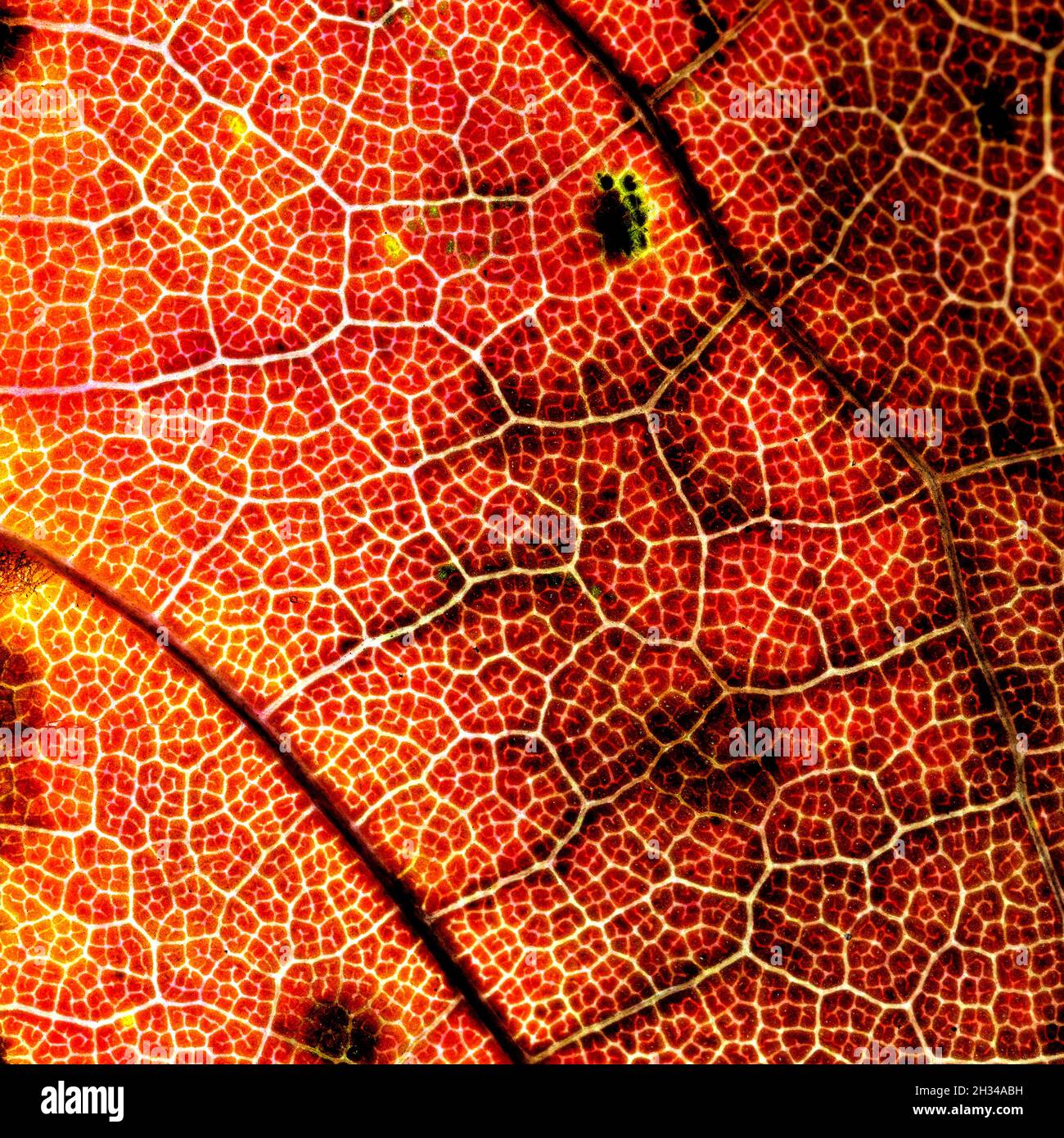 Fragment of an Autumn maple leaf on clearance Stock Photo - Alamy