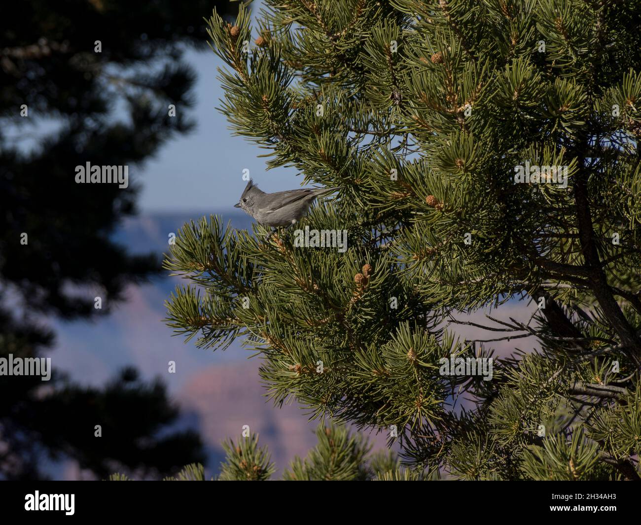 Juniper titmouse hi-res stock photography and images - Alamy