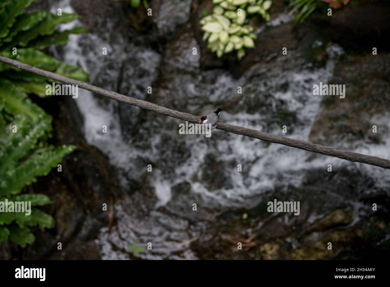 Rice sparrow hi-res stock photography and images - Alamy
