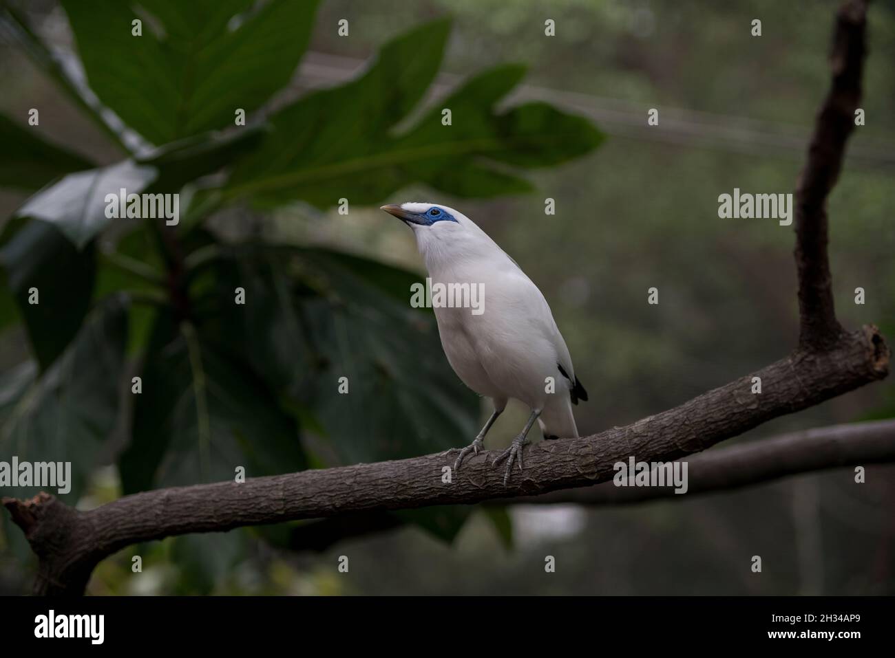 White Bali Mynah Stock Photo - Alamy