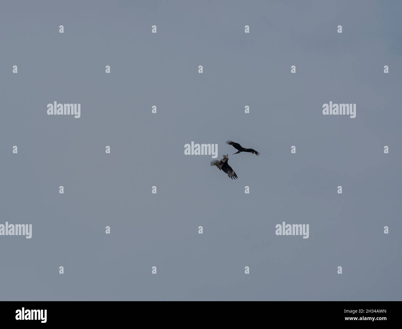 Georges louis leclerc bird hi-res stock photography and images - Alamy