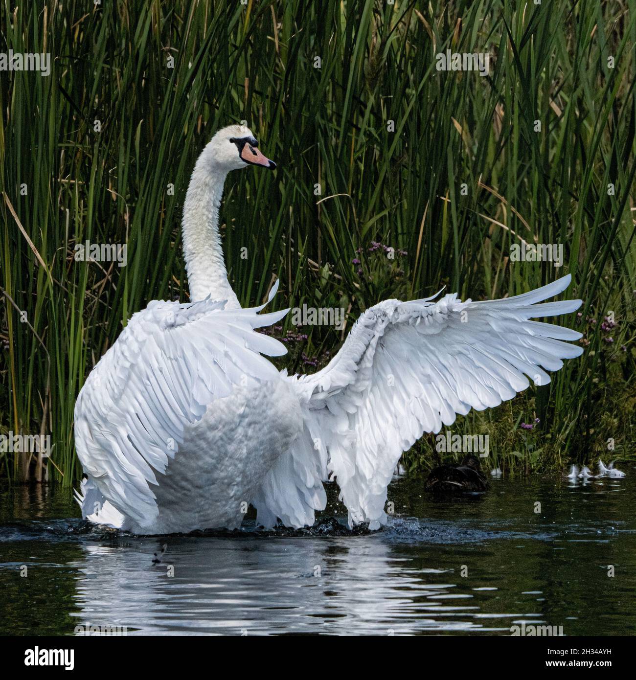 Scenic view of a swan flapping its wings in a lake Stock Photo - Alamy