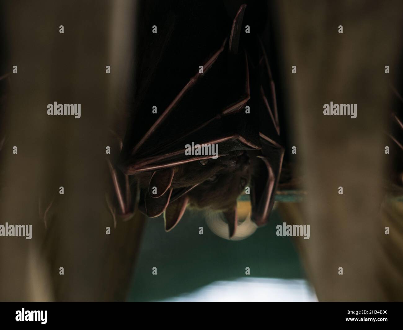 Malevolence hi-res stock photography and images - Alamy