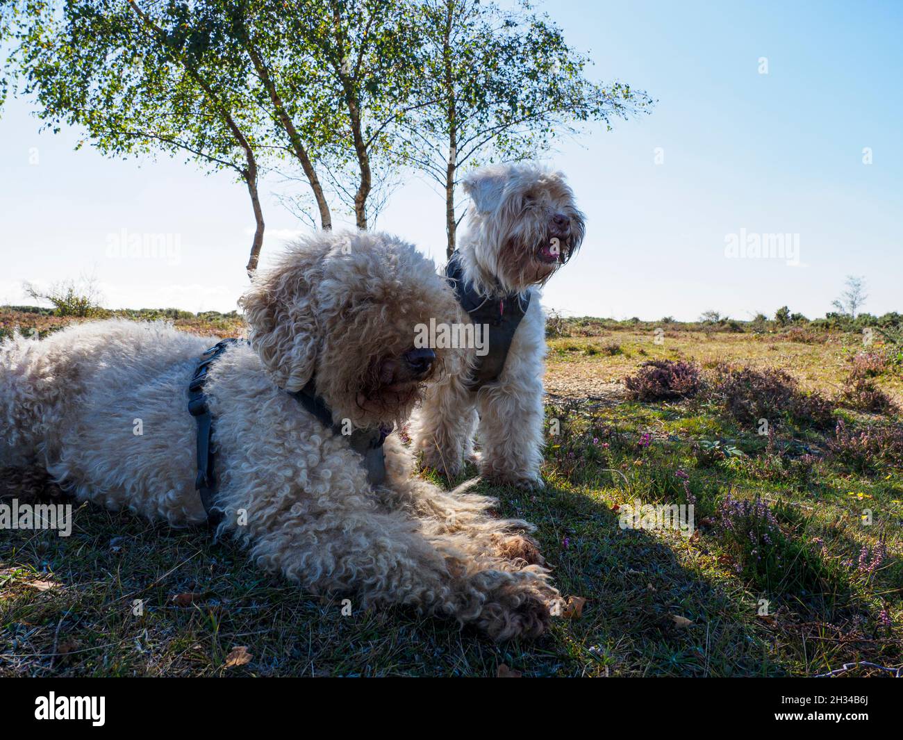 Two dogs together hi-res stock photography and images - Alamy