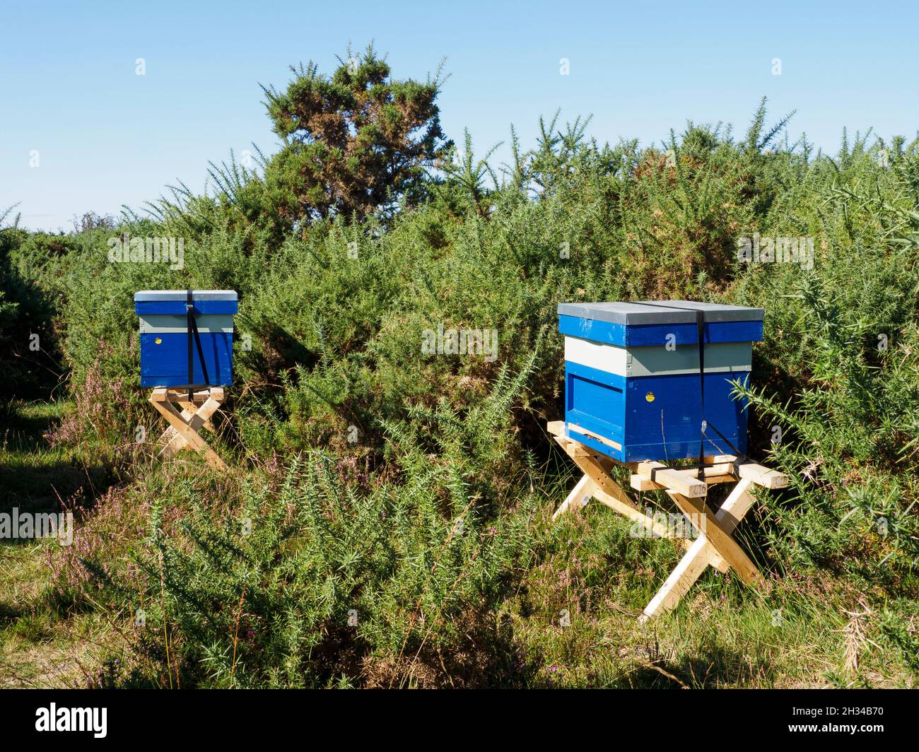 Beehives on the old WWII airfield, RAF Beaulieu, The New Forest ...