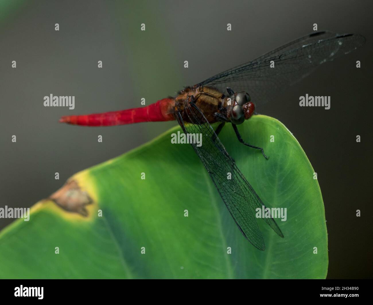 Griffinflies hi-res stock photography and images - Alamy